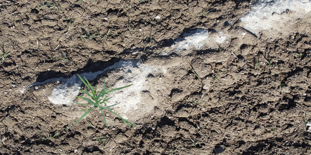 Weed detection yolo Object Detection Dataset by Weed Weed detection yolo Object Detection Dataset by Weed