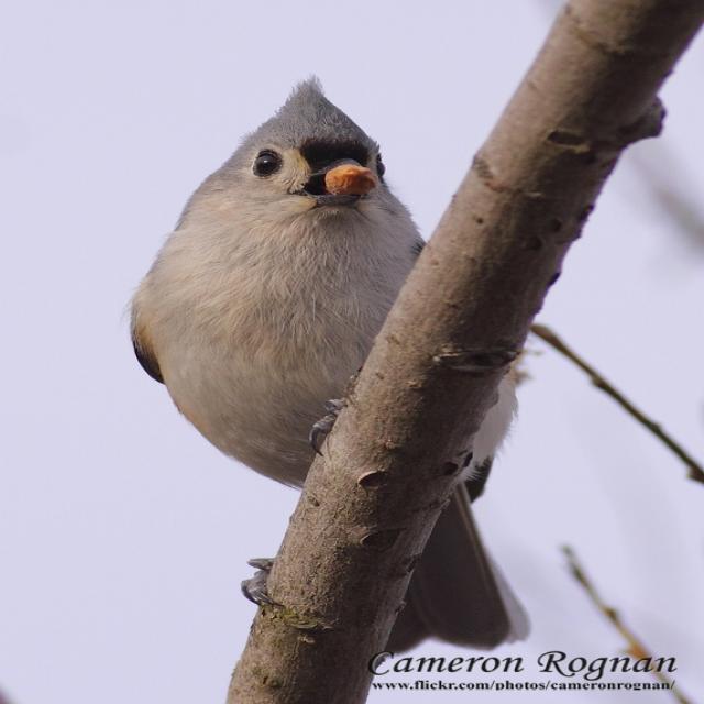 How to Use the Bird species Object Detection API