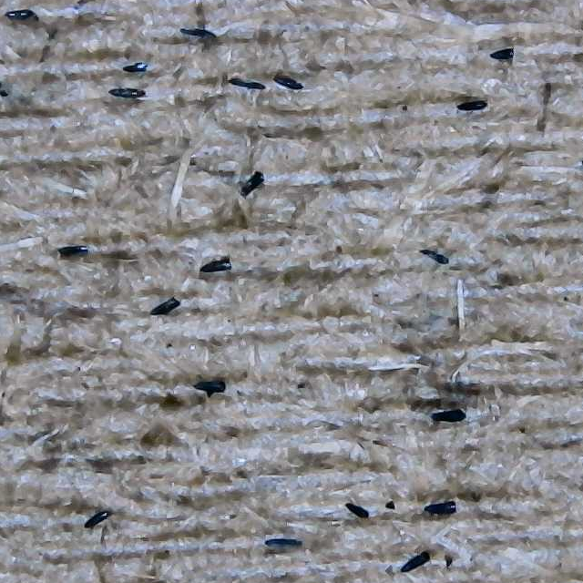 eggs-aedes-aegypti Object Detection Dataset by Thiago Pinto Dias