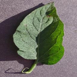 plant village dataset Instance Segmentation Dataset by university