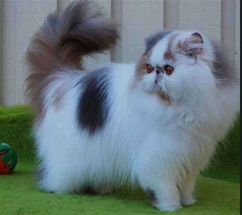 dog and cat detection Object Detection Dataset and Pre-Trained Model by catdog