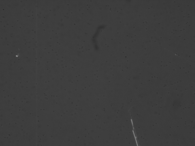 Jundia Version V2 Object Detection Dataset by Fisk Sperm Casa Series