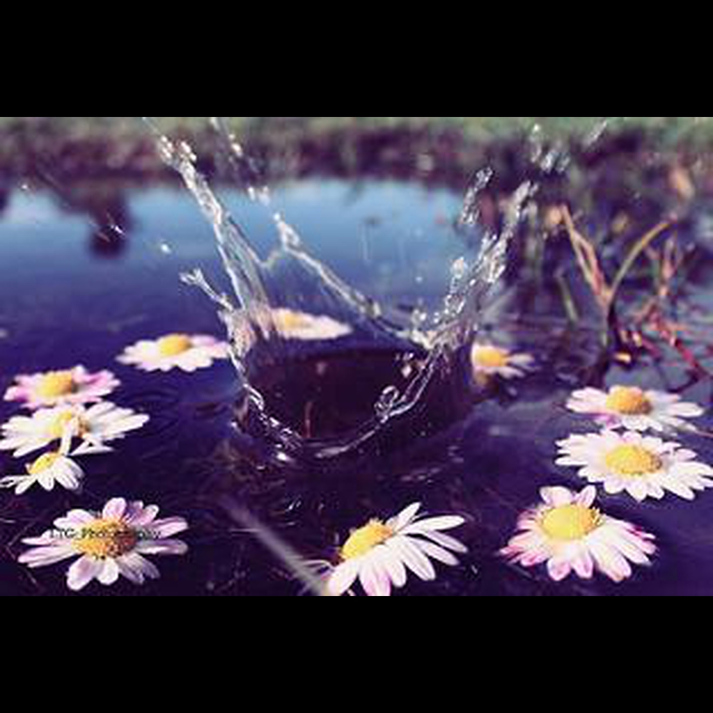 Flower Species Object Detection Dataset By New Workspace Cruhu