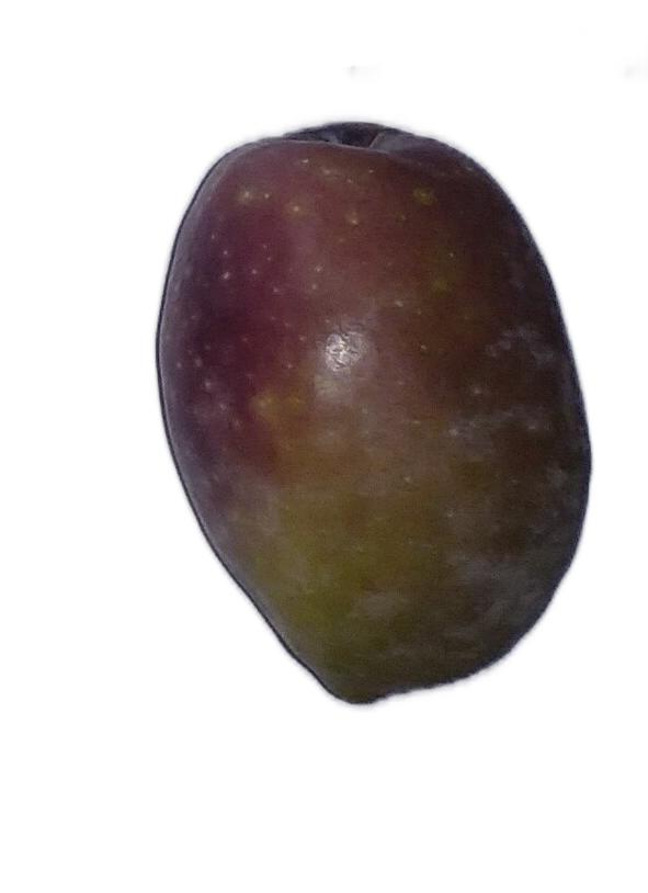 olive_Classification Classification Dataset by Dataset