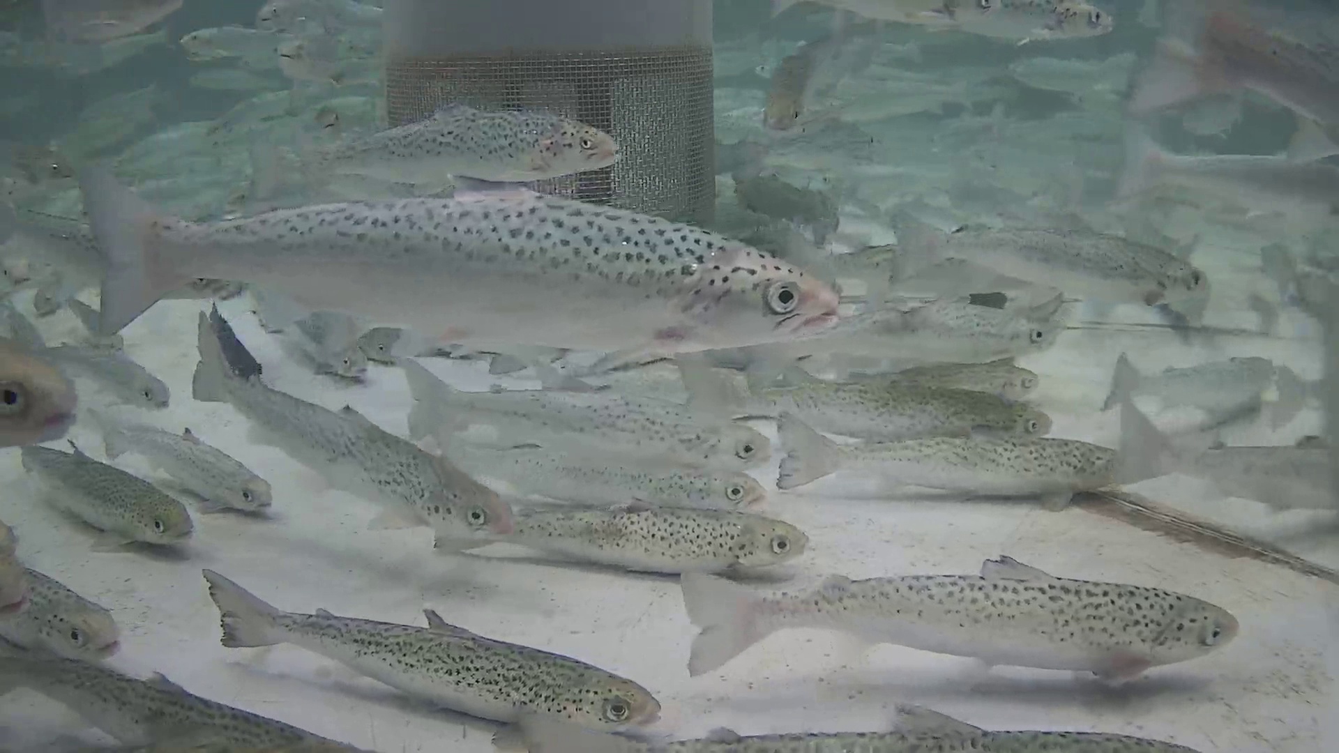 salmon Object Detection Dataset and Pre-Trained Model by gangwondo