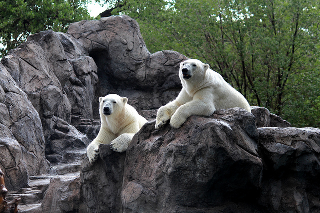 Animal-Detection Object Detection Dataset and Pre-Trained Model by StudioLink