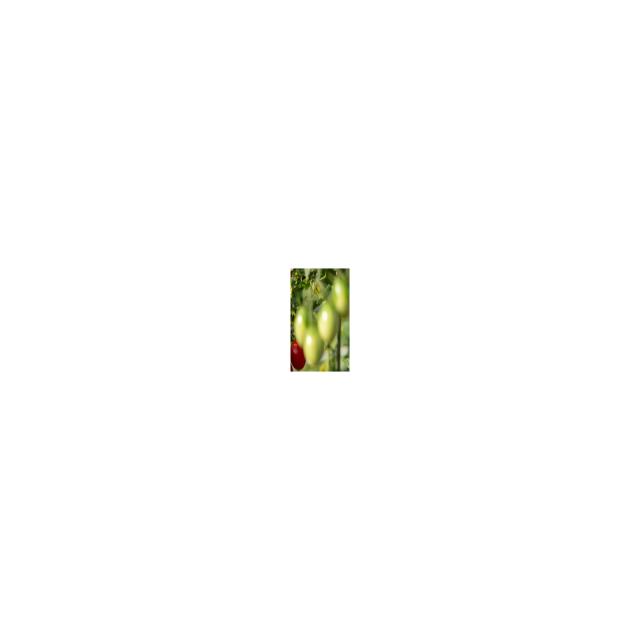 Fruit Hardness Evaluation Object Detection Dataset V1 2024 01 16 4