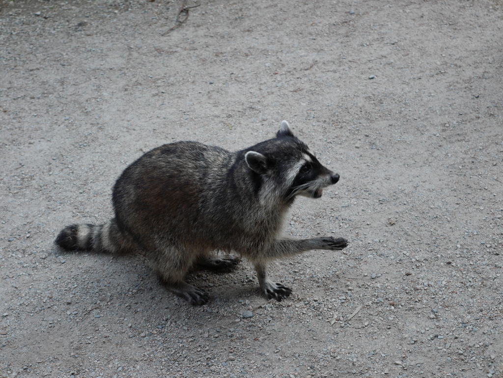 UT austin (ut-austin-zz99s) - Roboflow Universe