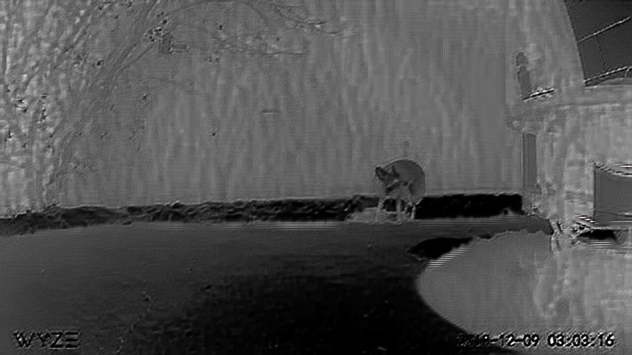 Fox_on_security Object Detection Dataset by Railsem19