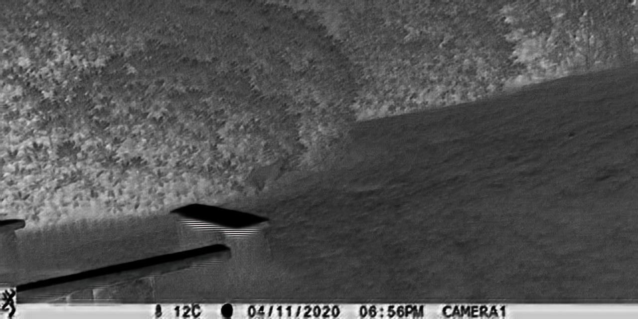 Red Fox Object Detection Dataset by Railsem19