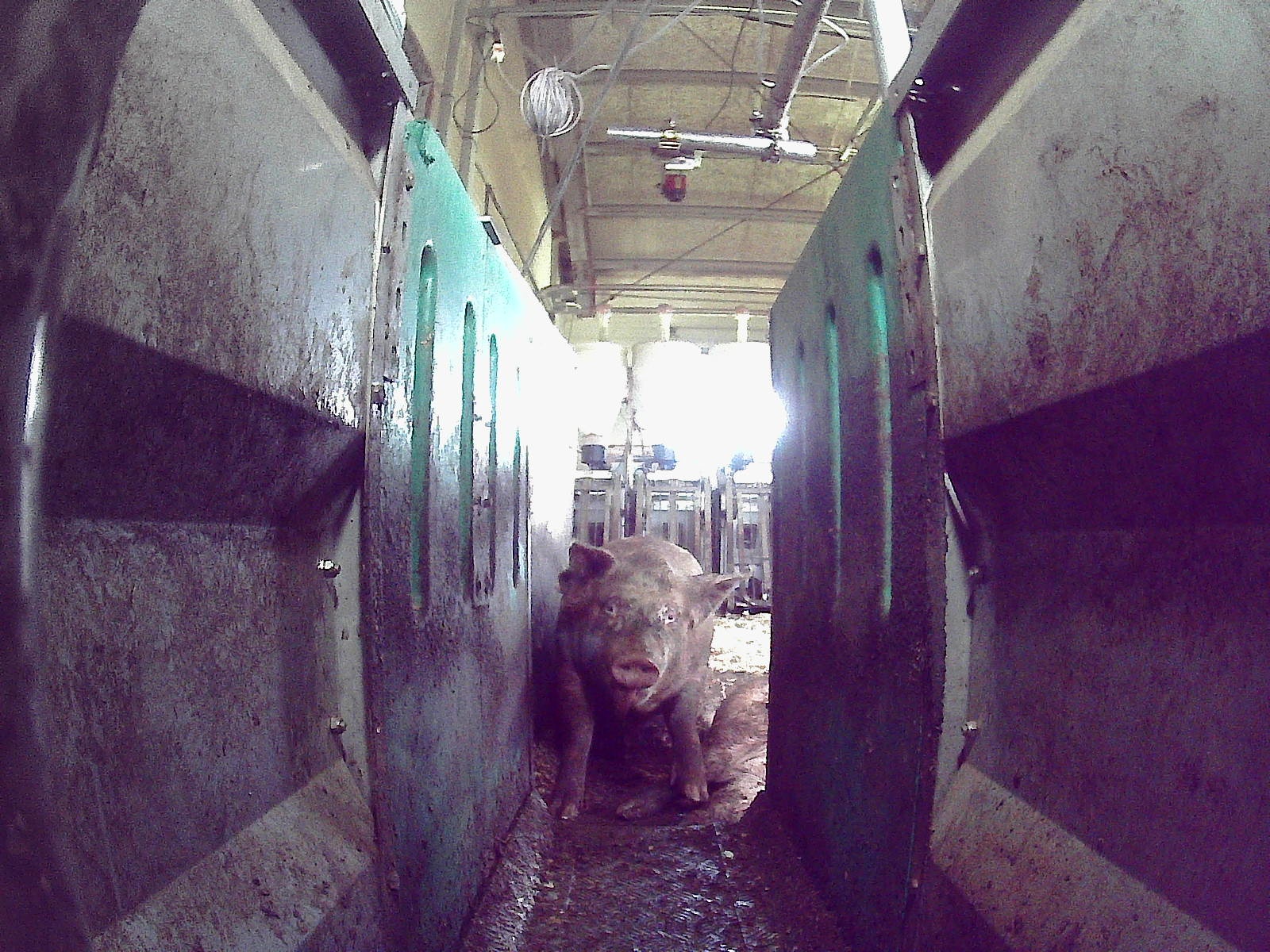 pig Object Detection Dataset by pig face