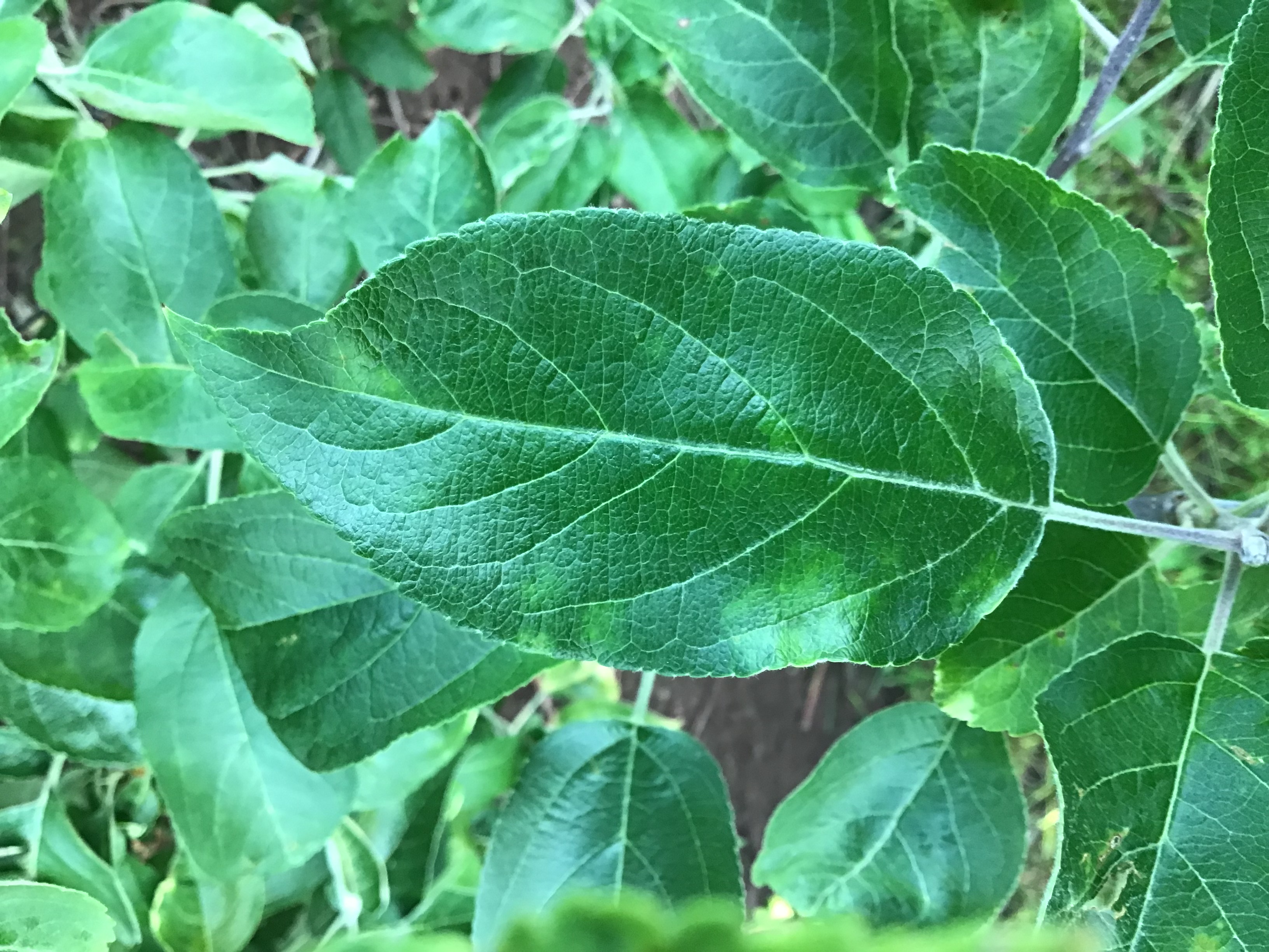 How to Use the Scab Instance Segmentation API