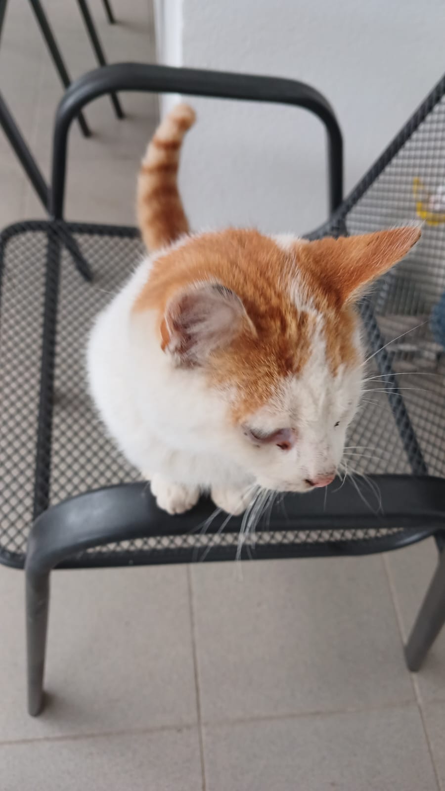 Cat models Object Detection Dataset by Computer engineering and ...