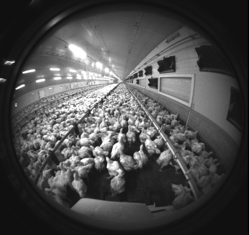 Chicken Detection Object Detection Dataset And Pre Trained Model By Faten