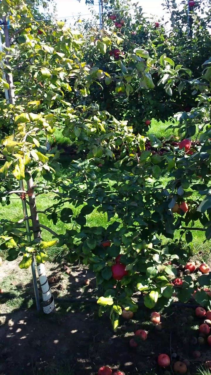 apple counting orchard Object Detection Dataset by University of Bristol