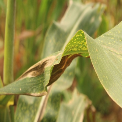 leaf blight and army worm Object Detection Dataset by PLANTDISEASESPROJECT