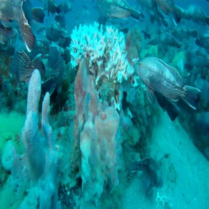 fish detection and counting Object Detection Dataset by Fish counting