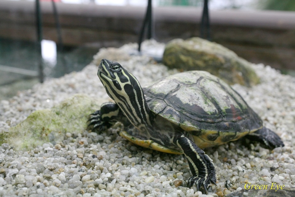 animal-detecter Object Detection Dataset and Pre-Trained Model by MetaVerse