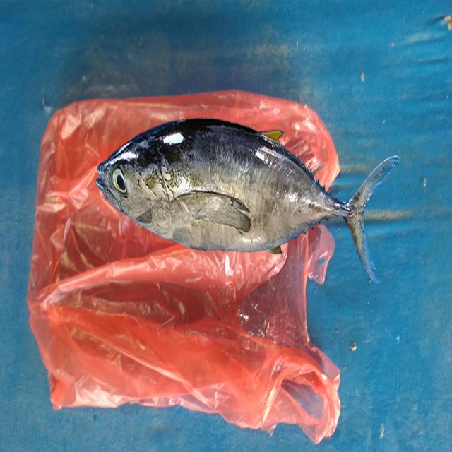 Fish Recognition Classification Dataset by University of Bengkulu