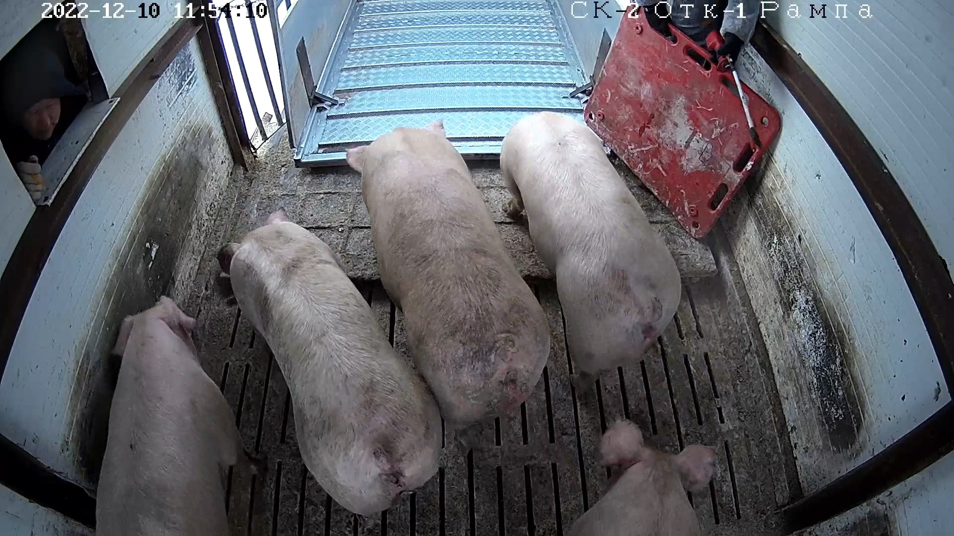 Pigs Detection Object Detection Dataset and Pre-Trained Model by project-ehjby