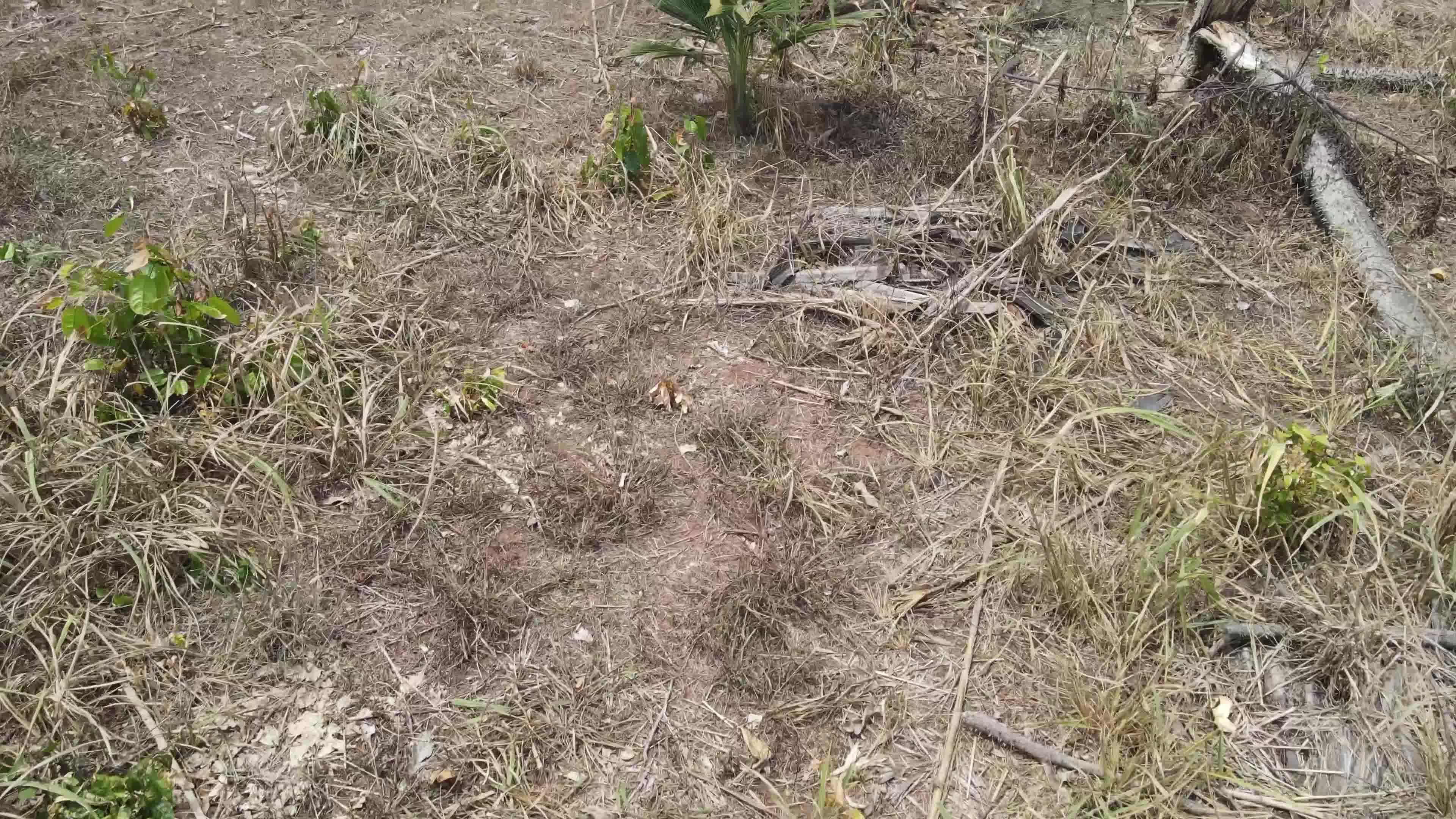 Coconut Plants Object Detection Dataset by skaigreen