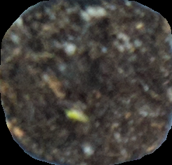 How to Use the object detection - plants v3.0 Object Detection API