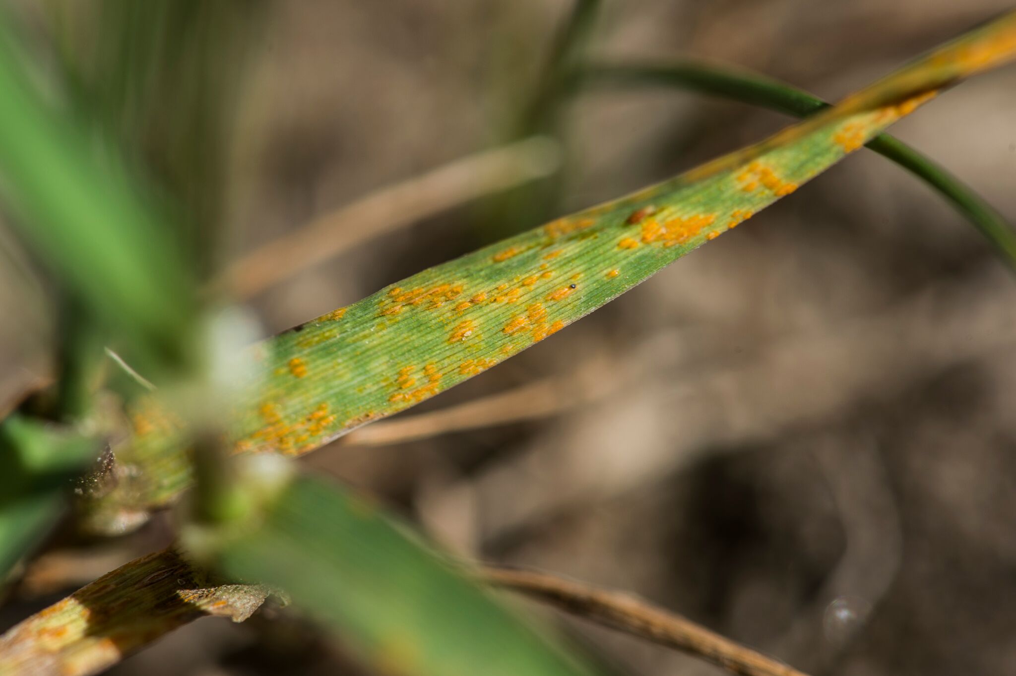 Wheat plant diseases Object Detection Dataset and Pre-Trained Model by final year project