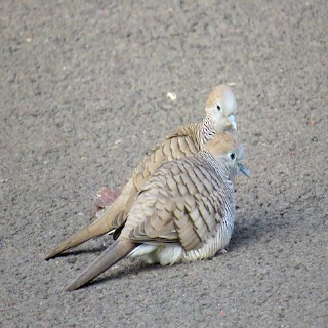 Bird Classification VGG16 Classification Dataset by Eurasian Tree Sparrow