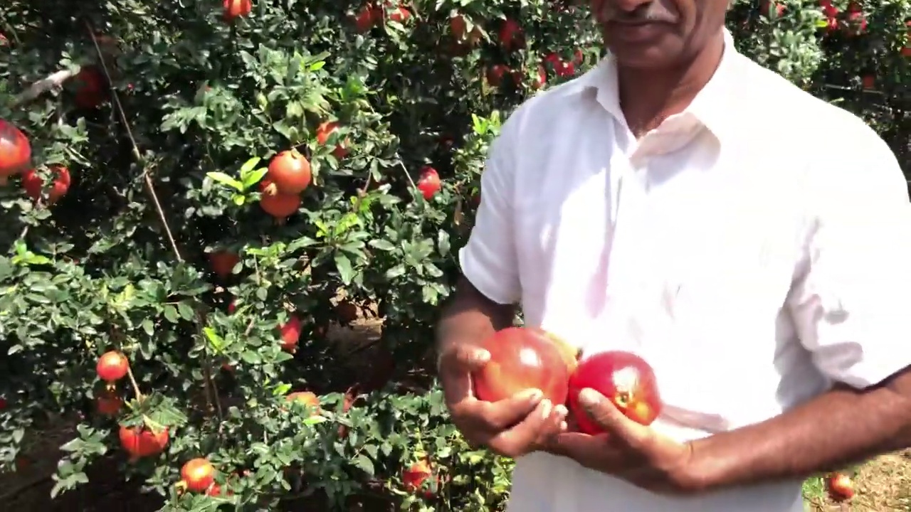 EDI Object Detection Dataset by Pomegranate Detection