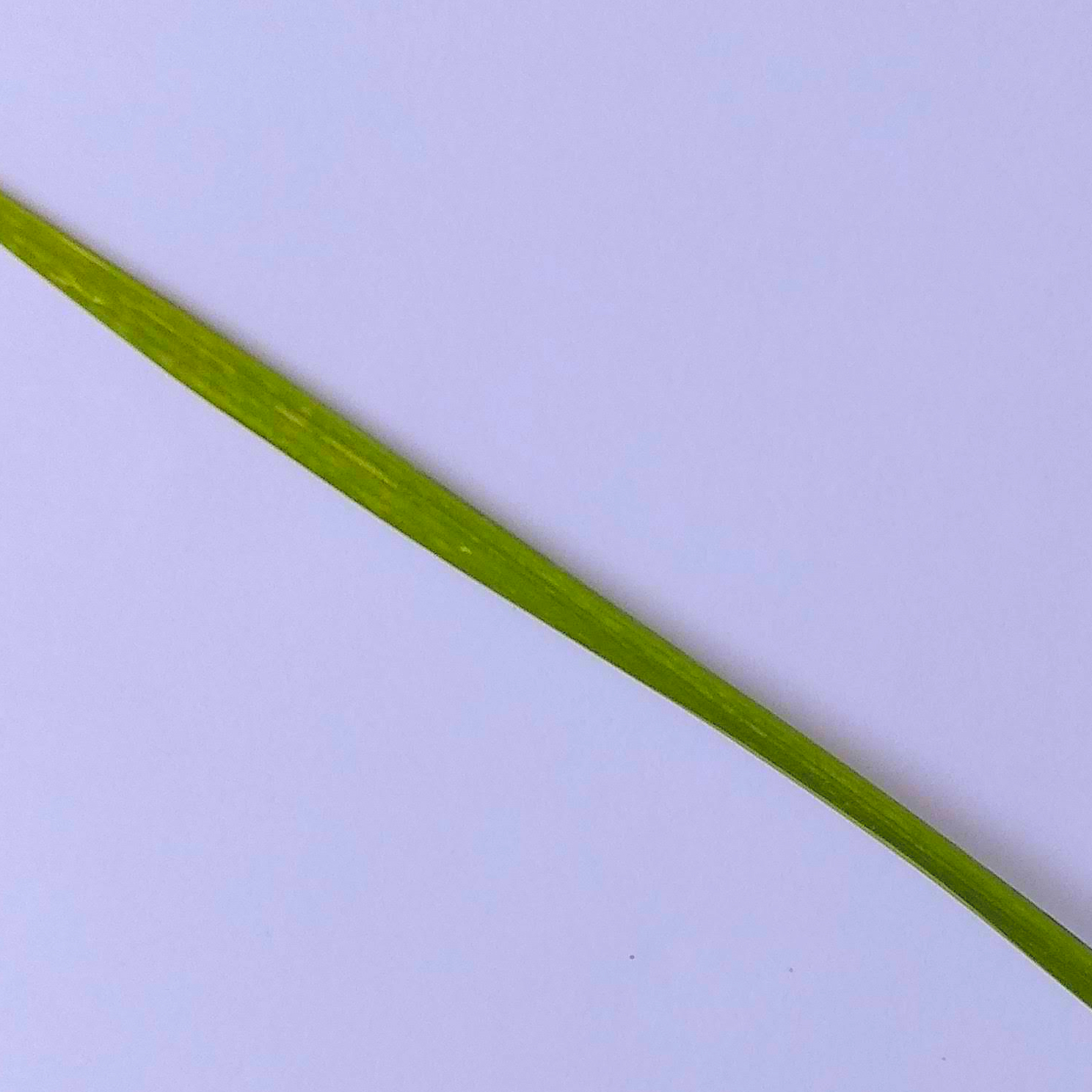 merged Object Detection Dataset by A1