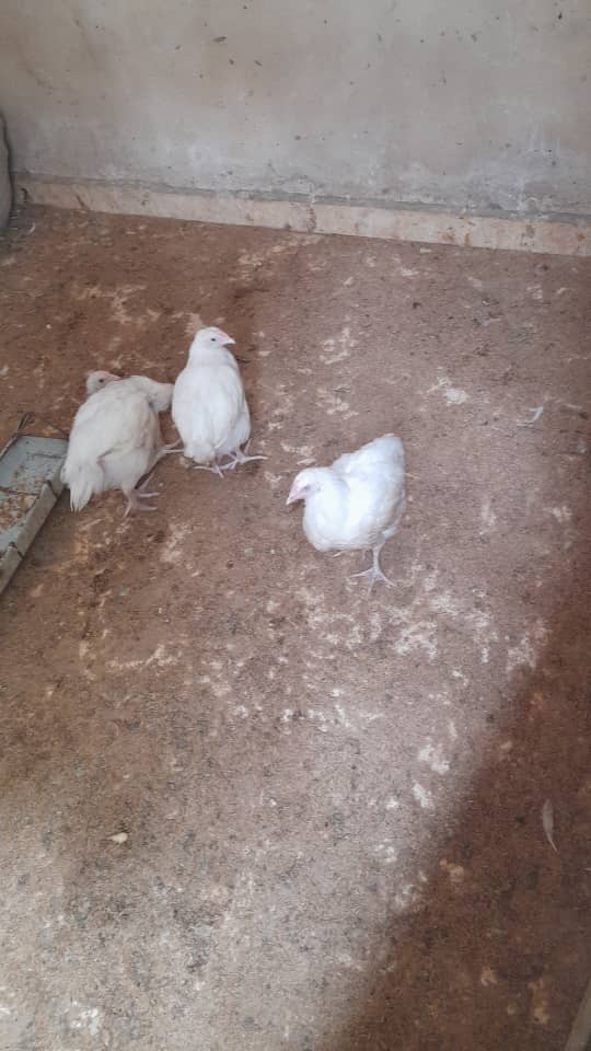 chicken Object Detection Dataset and Pre-Trained Model by Suraj Salihu