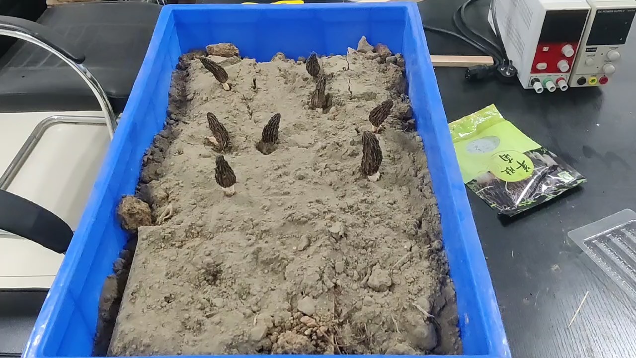 Yolov8 Mushroom Object Detection Dataset By Yolov8det