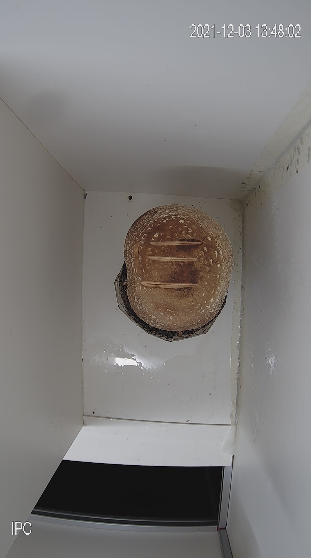 Mushroom V2 Instance Segmentation Dataset And Pre Trained Model By Jh 0