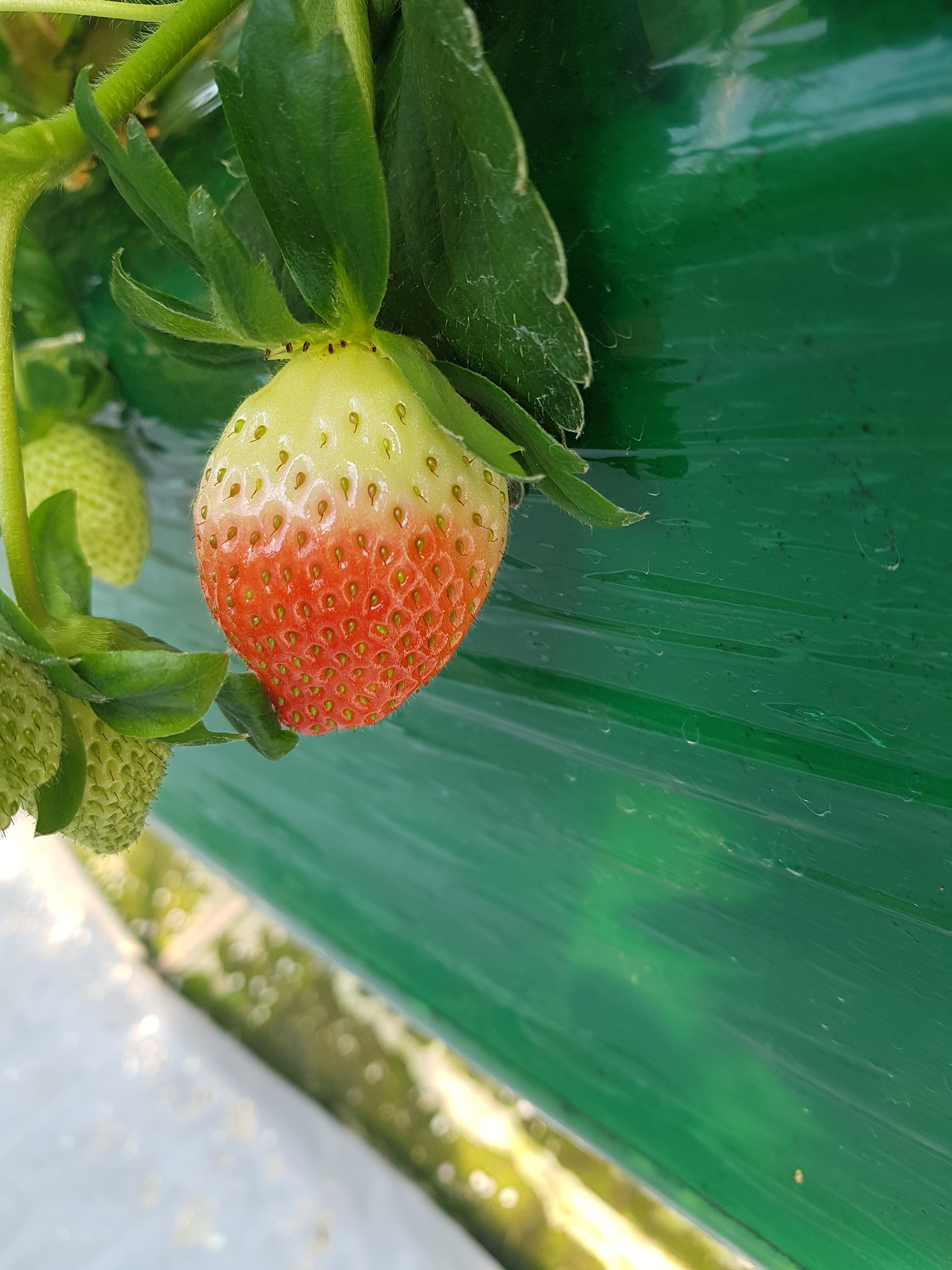 straw수출 Object Detection Dataset by TheIMC