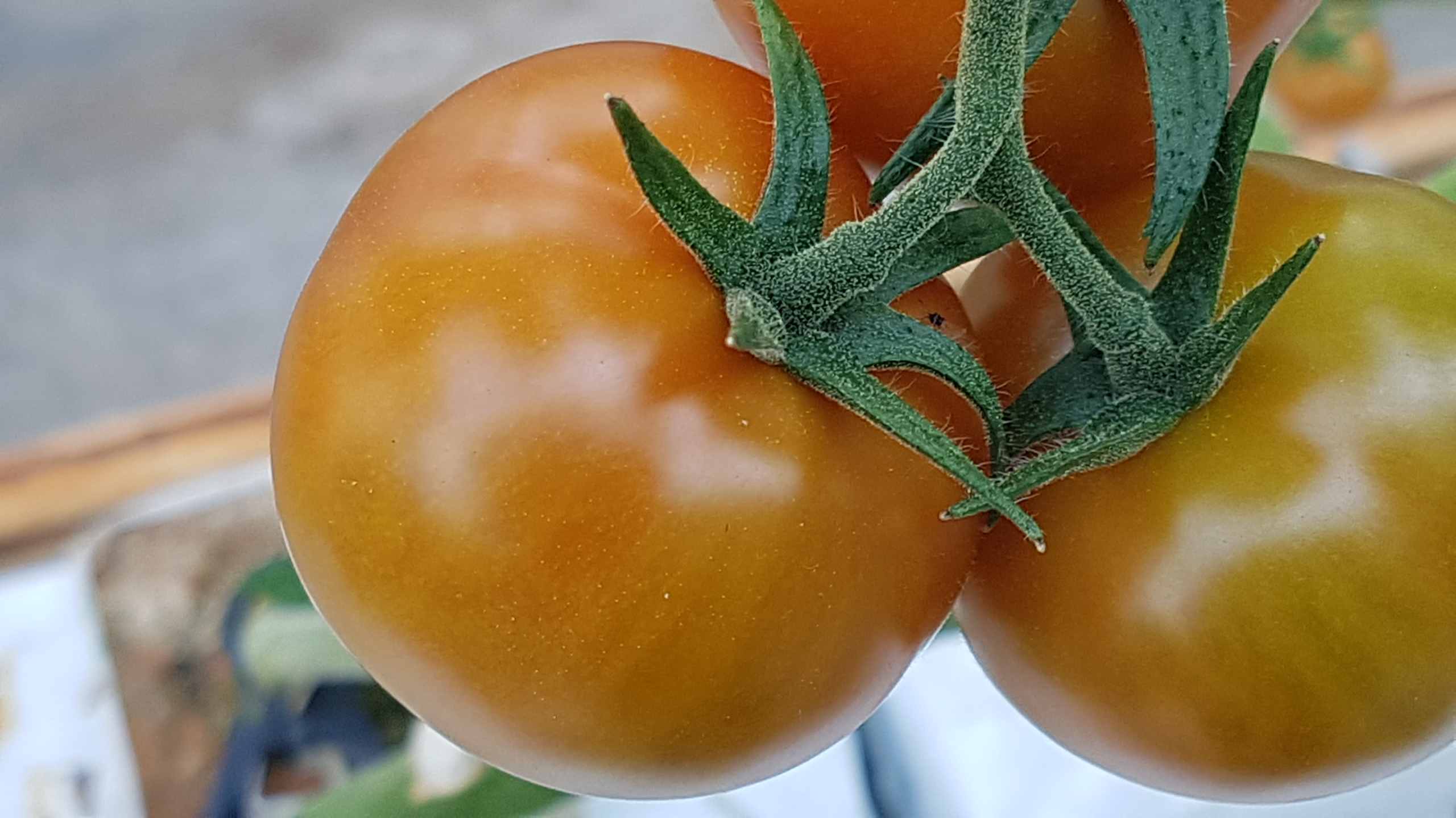 tomato수확 Object Detection Dataset by TheIMC