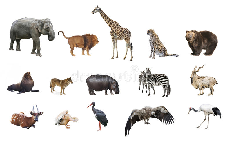 animals segmentation Instance Segmentation Dataset by learntag
