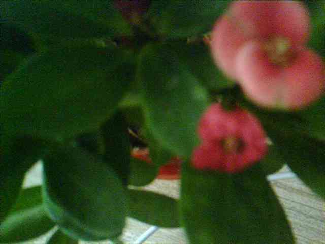 How to Use the flower Object Detection API