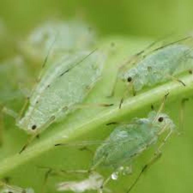 Pest Detection Object Detection Dataset And Pre Trained Model By Sambre