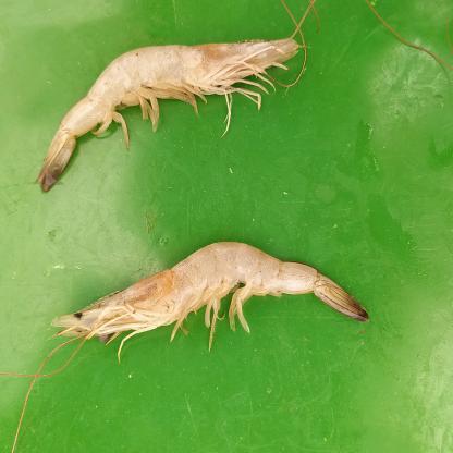 Shrimp Test Instance Segmentation Dataset and Pre-Trained Model by ...