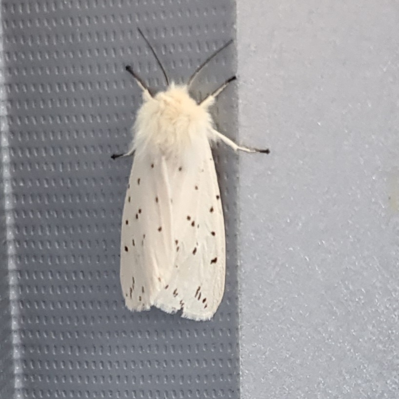 Final-June-Moths Object Detection Dataset by My Space