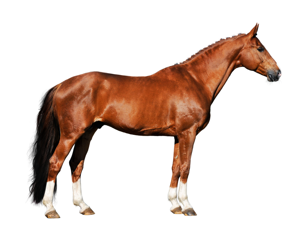 Equus Object Detection Dataset and Pre-Trained Model by Data Science ...