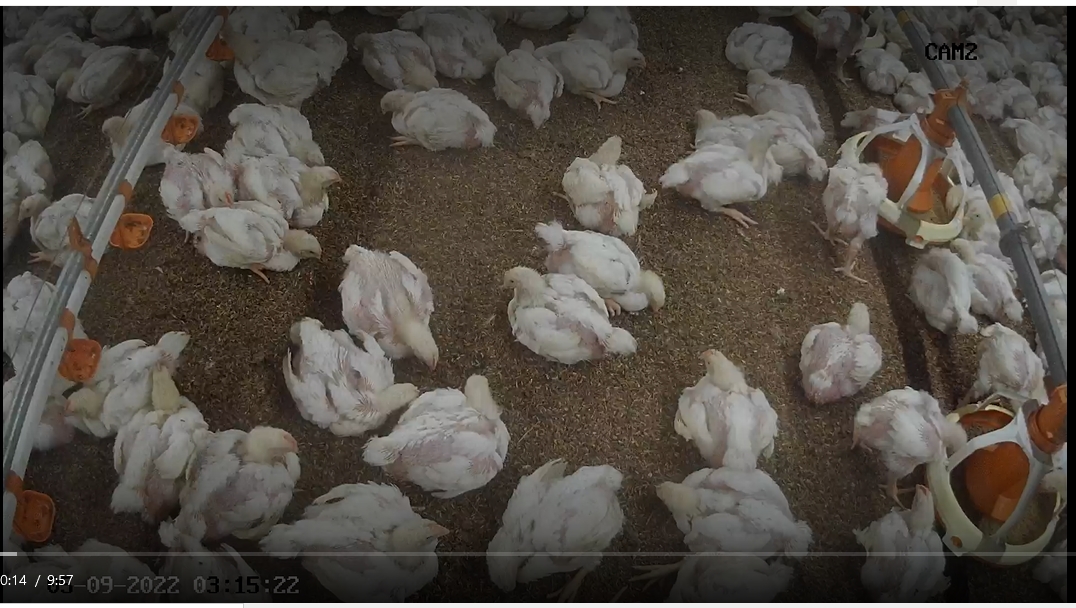 Chicken Detector Object Detection Dataset By Tubes Sdr