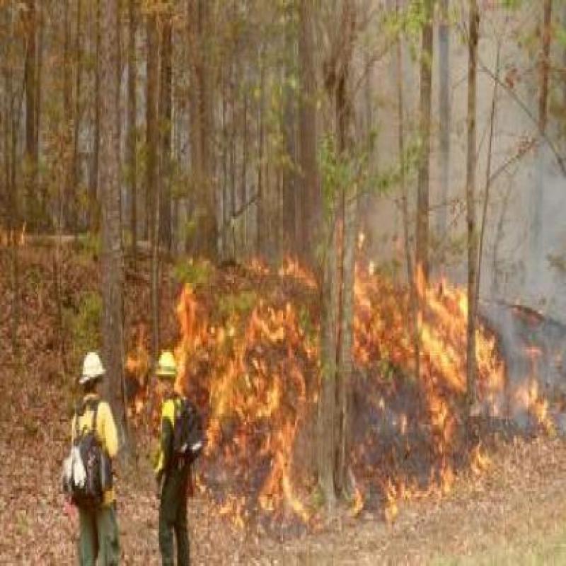 Wildfire Object Detection Dataset By Workspace