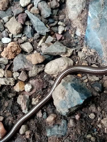 Snake Detection Object Detection Dataset and Pre-Trained Model by Snake