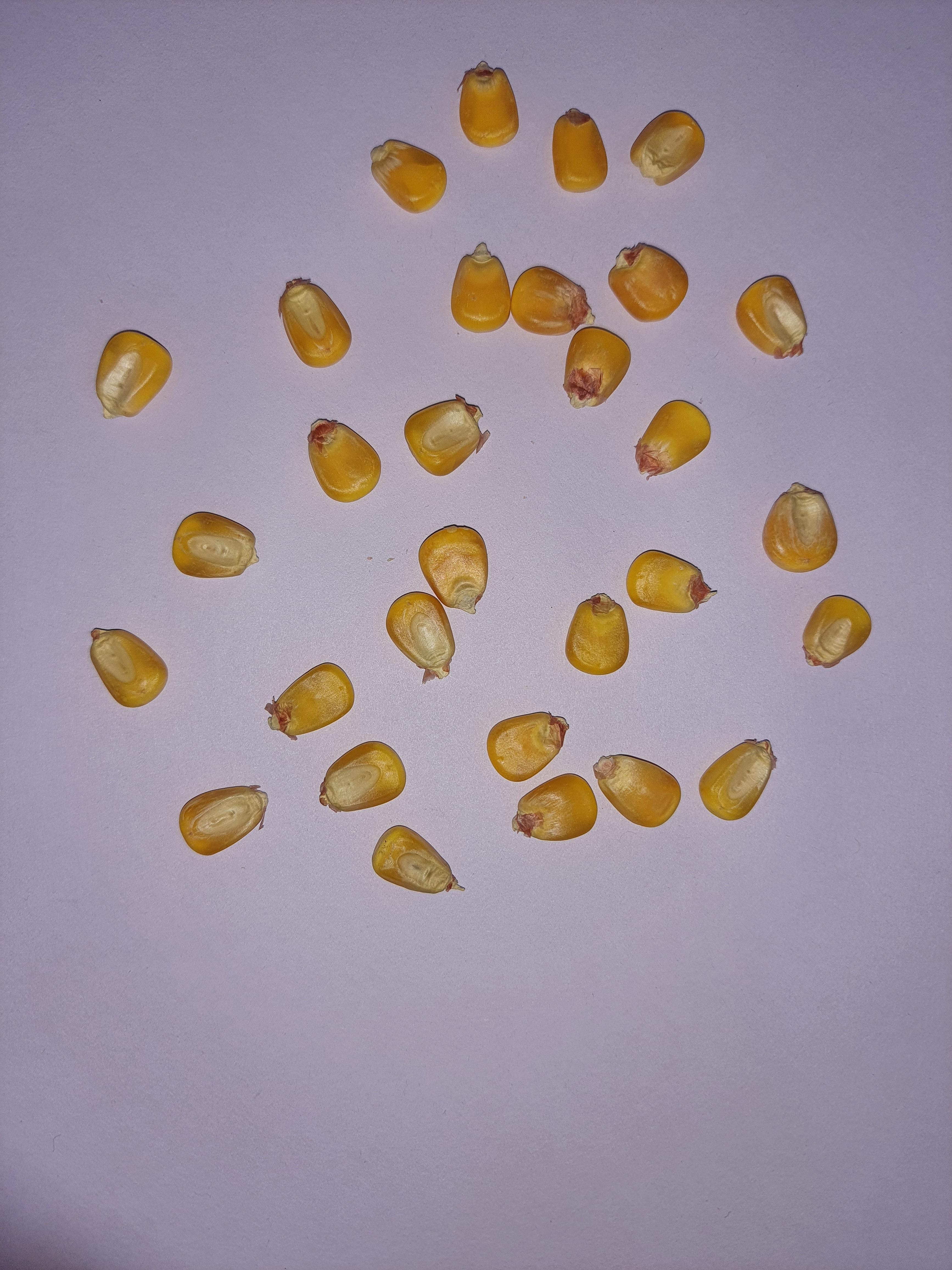 maize-test Object Detection Dataset by Maize sample