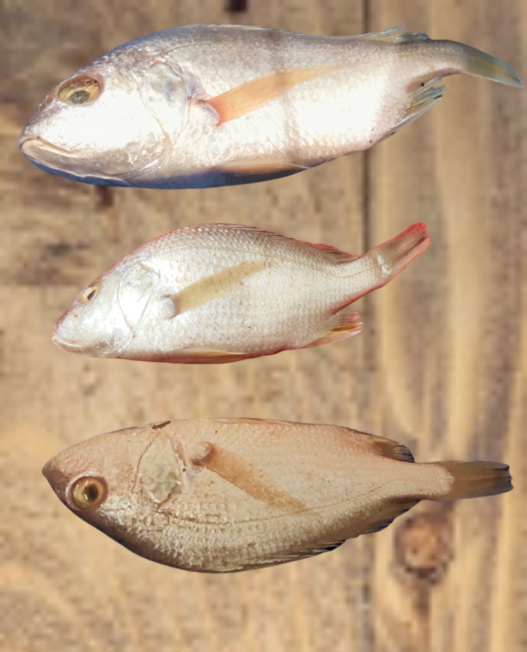 vevi ds - Roboflow Universe