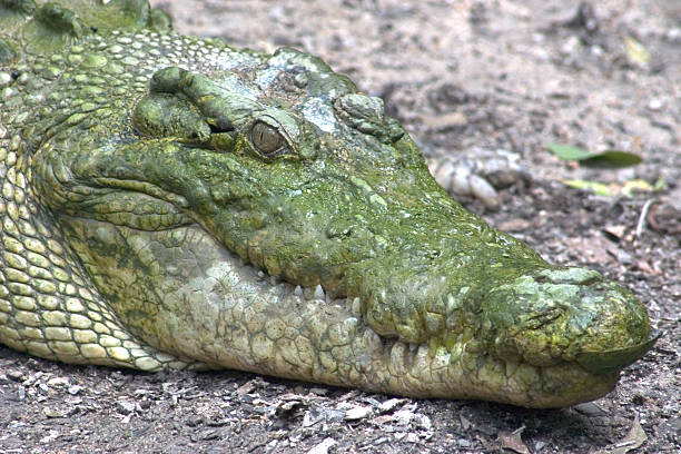 Alligator Detection Object Detection Dataset By Mywork