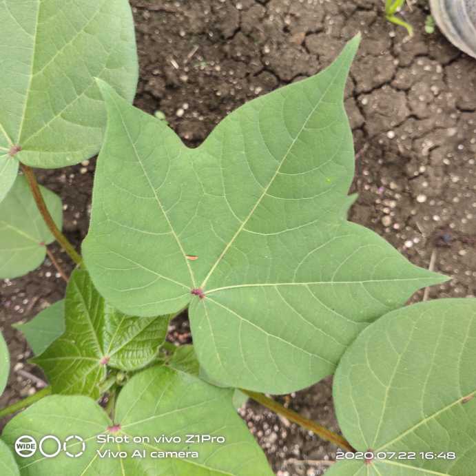 Cotton Weed Detection Object Detection Dataset By Shyam Ac
