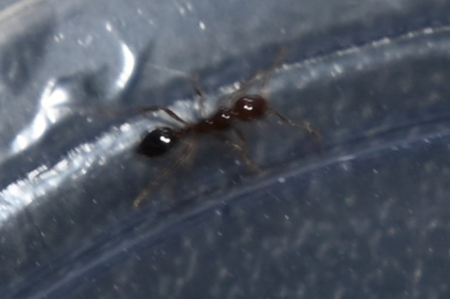 Fire Ant Object Detection Dataset By Workspace