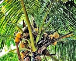 coconut detection Instance Segmentation Dataset by tutorial